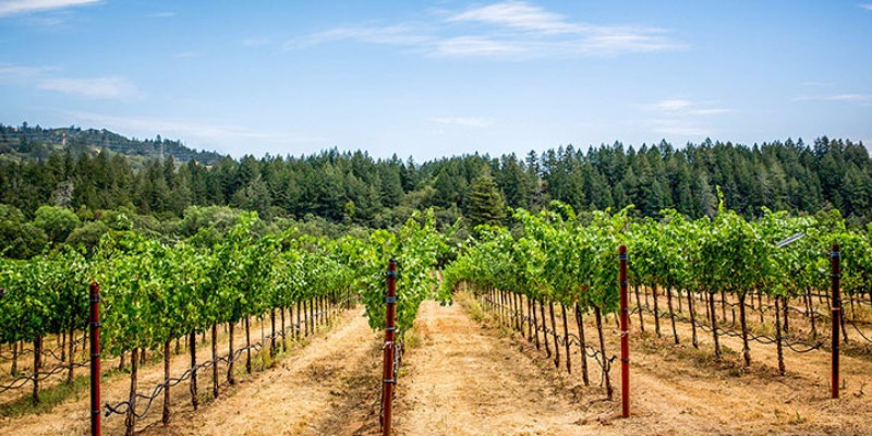 Simi Winery – Healdsburg, CA | Sonoma