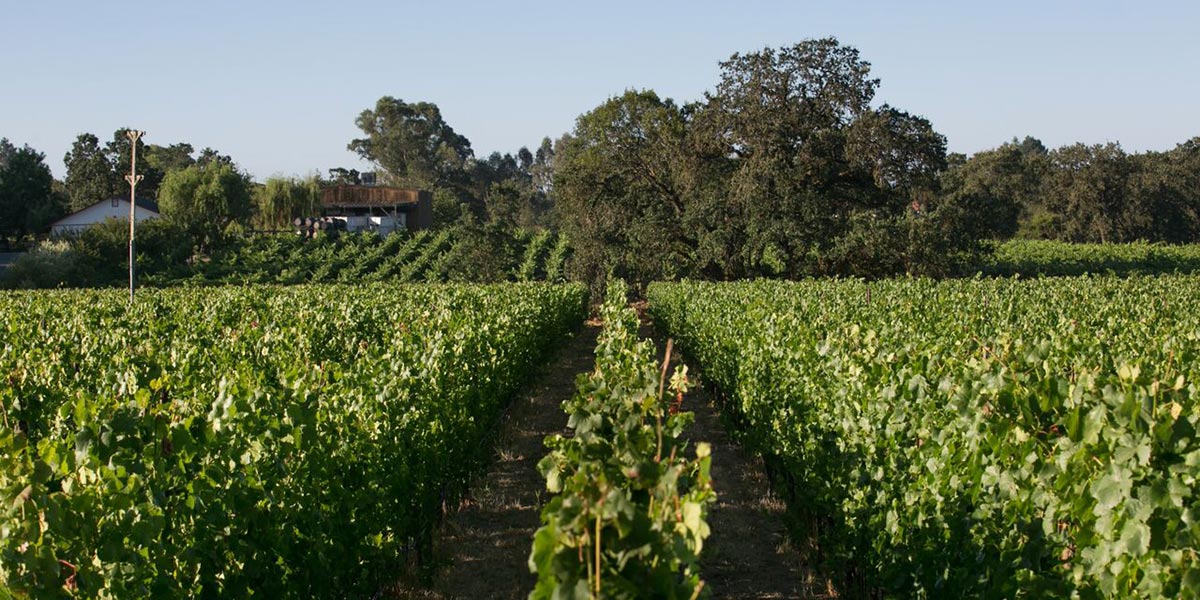 Inman Family Wines – Santa Rosa, CA – Sonoma.com