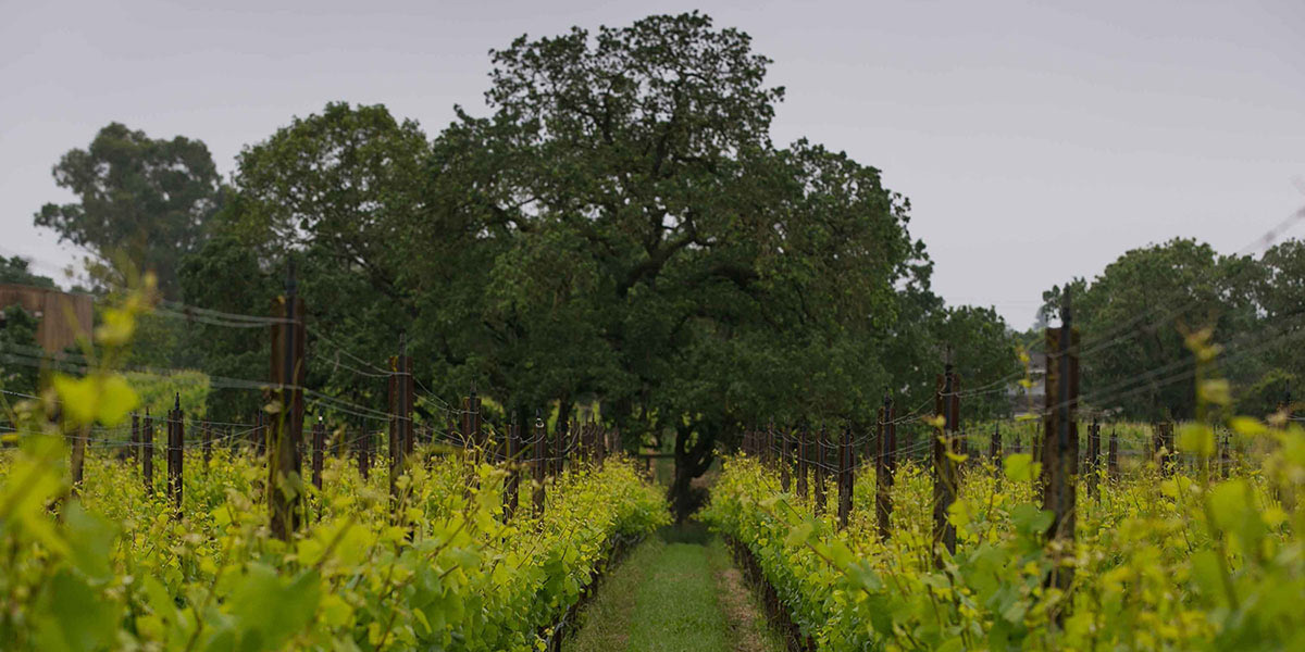 Inman Family Wines – Santa Rosa, CA – Sonoma.com