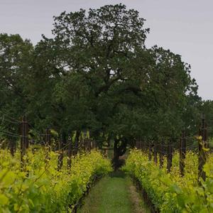 Inman Family Wines – Santa Rosa, CA – Sonoma.com