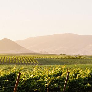 Edna Valley Vineyard – San Luis Obispo, CA – WineCountry.com