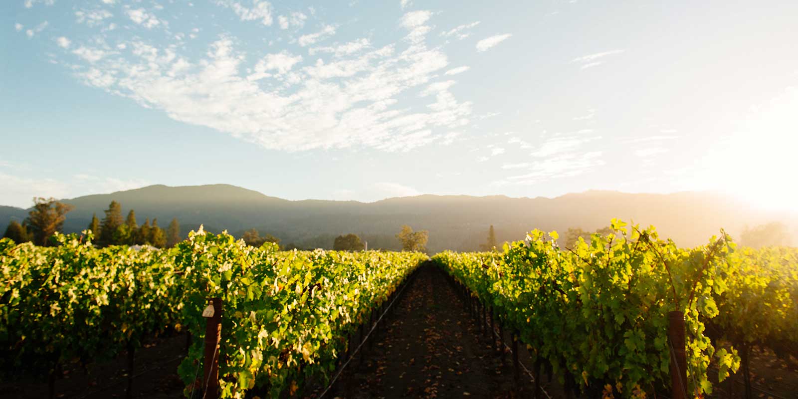 Raymond Vineyards – St. Helena, CA – NapaValley.com