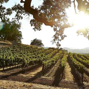 Jordan Vineyard & Winery – Healdsburg, CA – Sonoma.com