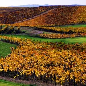 Chardonnay Golf Club – Napa , CA – NapaValley.com