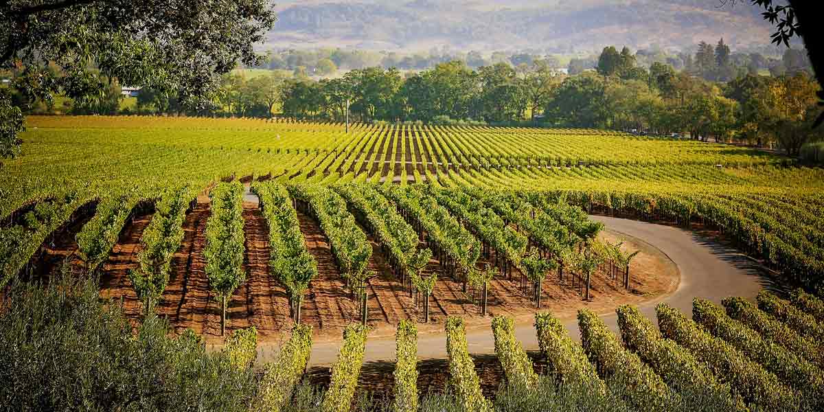 Staglin Family Vineyard – Rutherford, CA – NapaValley.com