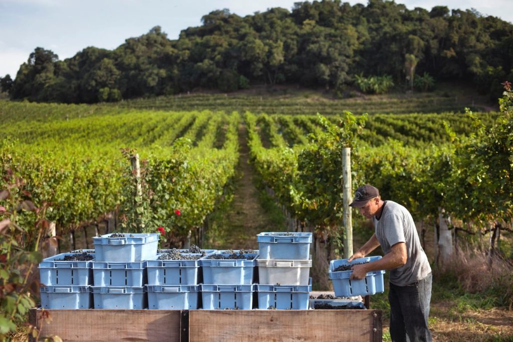 10 Must-Know Facts About Brazilian Wine | WineCountry.com