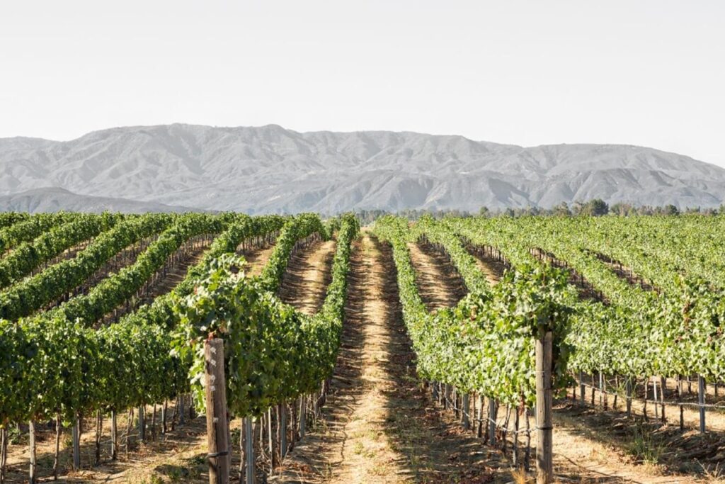 First-Time Visitor’s Guide to Temecula Valley Wine Country ...