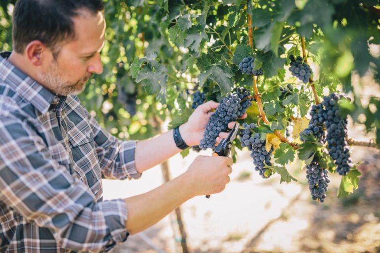 Livermore First-Time Visitor Guide | WineCountry.com