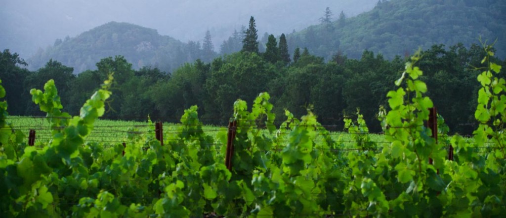 Explore Howell Mountain Wineries in 2 Days | Napa Valley