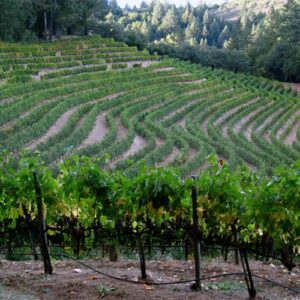 The 9 Best Wineries of Napa Valley’s Spring Mountain | Napa Valley