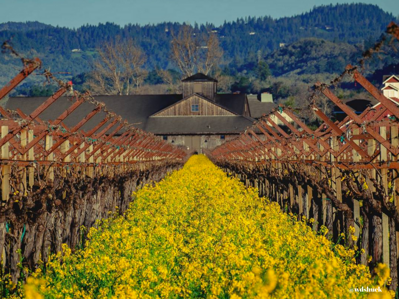 The Best Images of Mustard Season In Napa Valley | Napa Valley