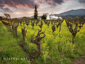 The Best Images of Mustard Season In Napa Valley | Napa Valley