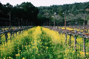8 Reasons Napa Valley Is So Awesome In The Summer | Napa Valley