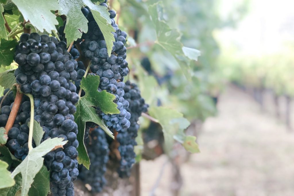 One-Day Napa Valley Cabernet Tasting Itinerary | Napa Valley