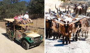 9 Things to Do in Santa Rosa: From Foodies to Families | Sonoma