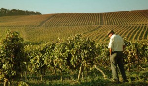 Best Wine Movies for Oenophiles - 2025 | Sonoma