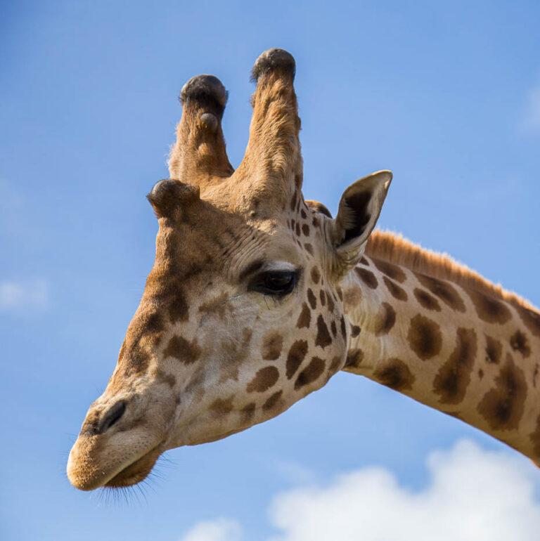 Explore the Coastal Retreat of Sea Ranch and Gualala | Sonoma