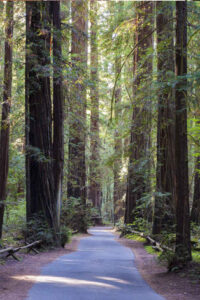 Discover the Beauty of the Armstrong Redwoods State Natural Reserve ...
