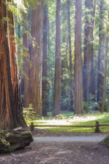 Discover the Beauty of the Armstrong Redwoods State Natural Reserve ...