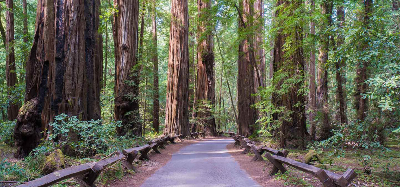 Discover the Beauty of the Armstrong Redwoods State Natural Reserve ...