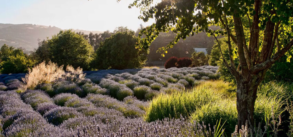 Explore Sonoma’s Secret Gardens and Scenic Outdoor Spaces